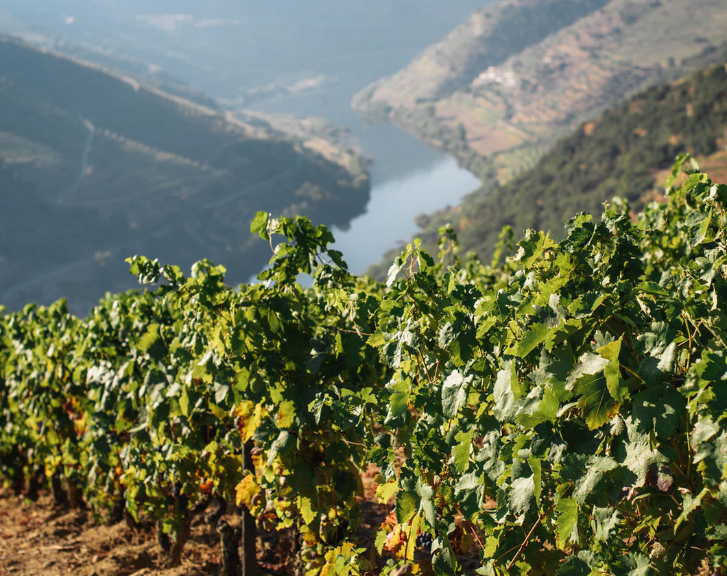 Douro Valley – the oldest demarcated wine region in the world ...